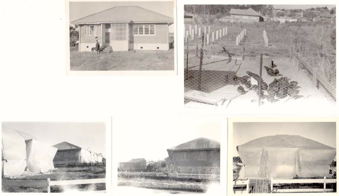 The Dutch Houses of Coopers Plains: From Migration Story to Heritage ...